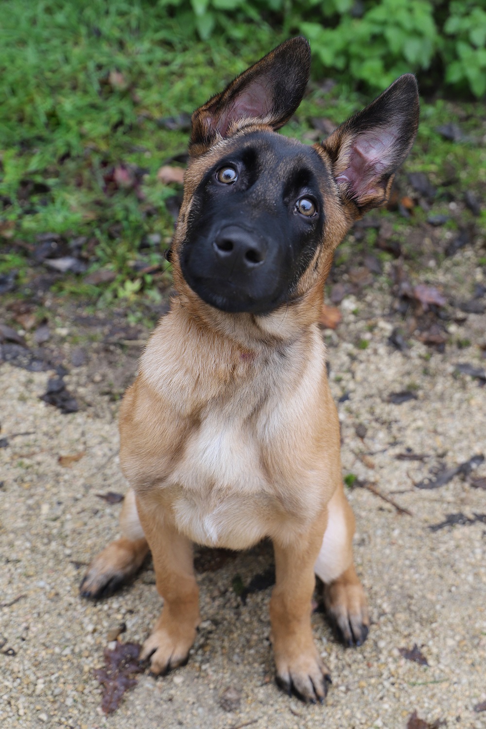 Le chien - Entente Animale